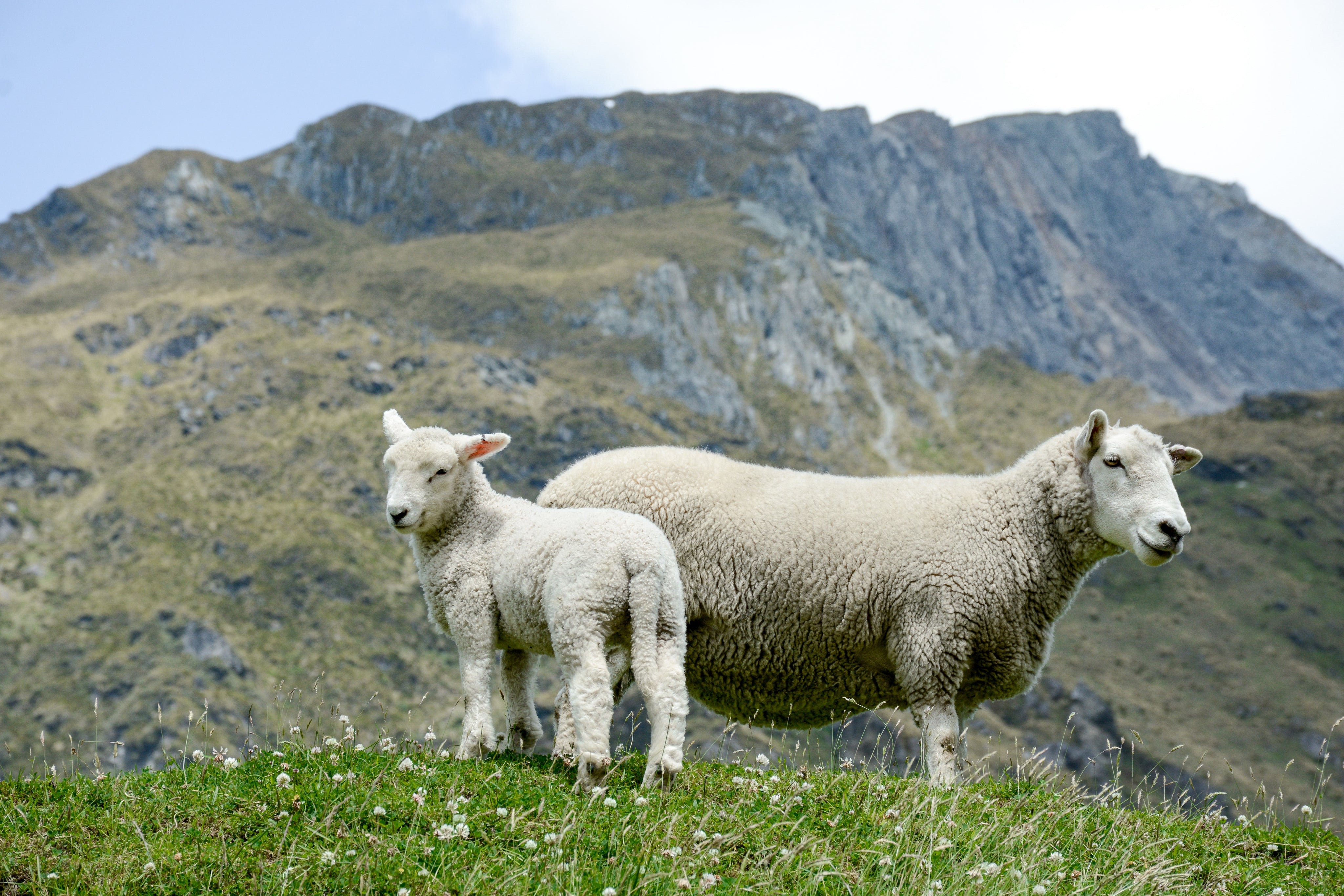 Lamb