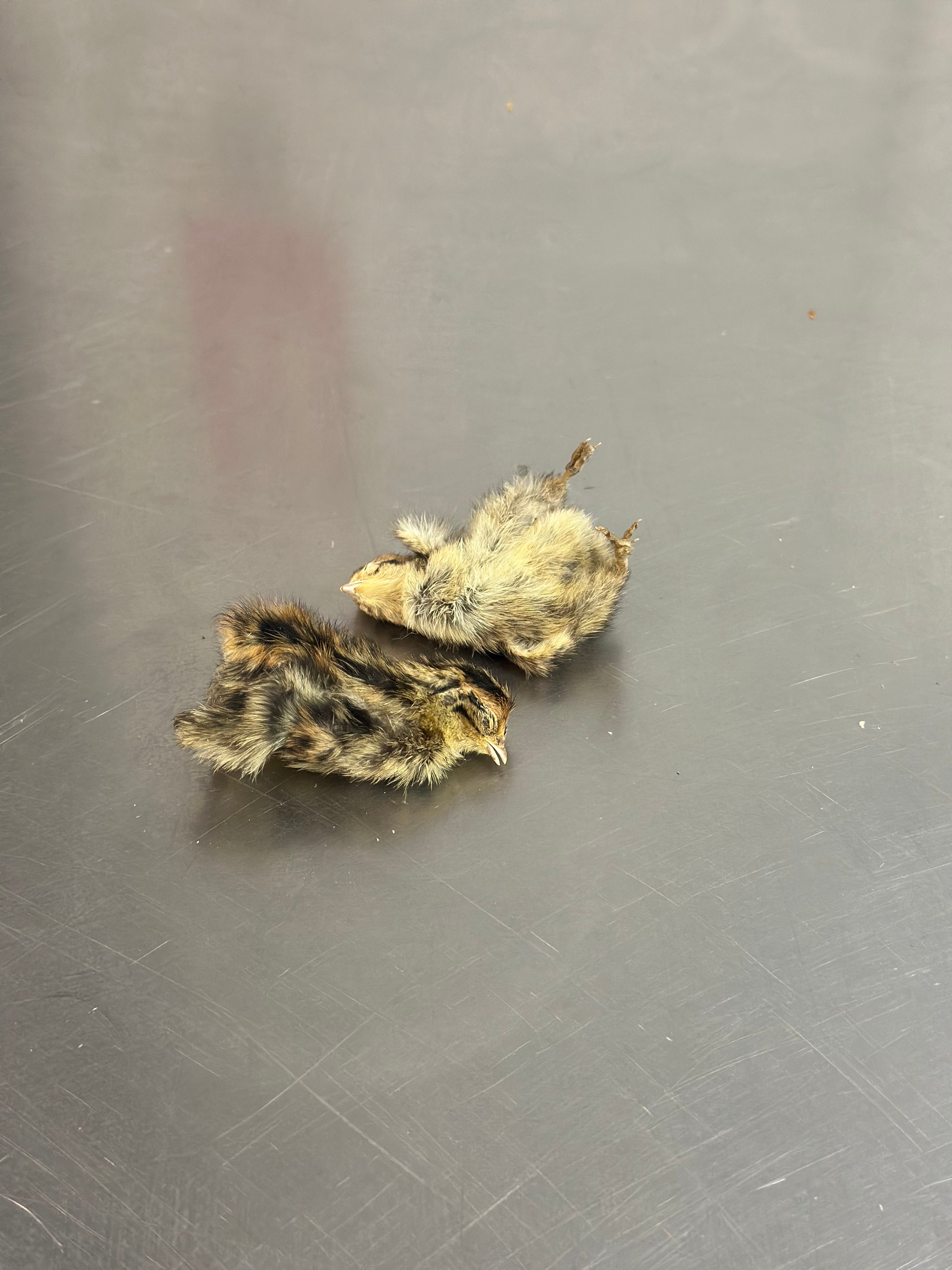 Baby Chicks – tapiarawmeatsforpetfood