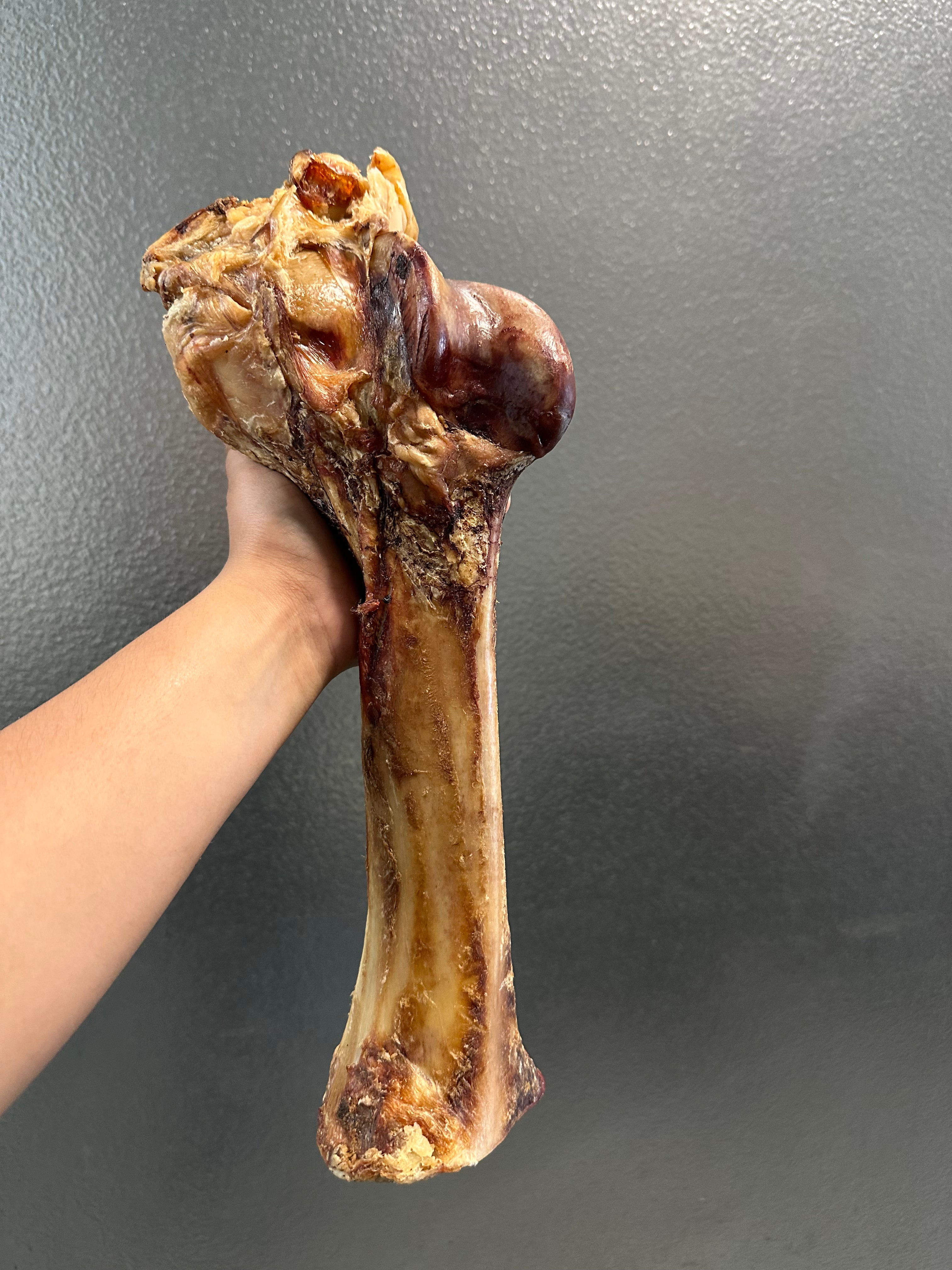 Beef Femur