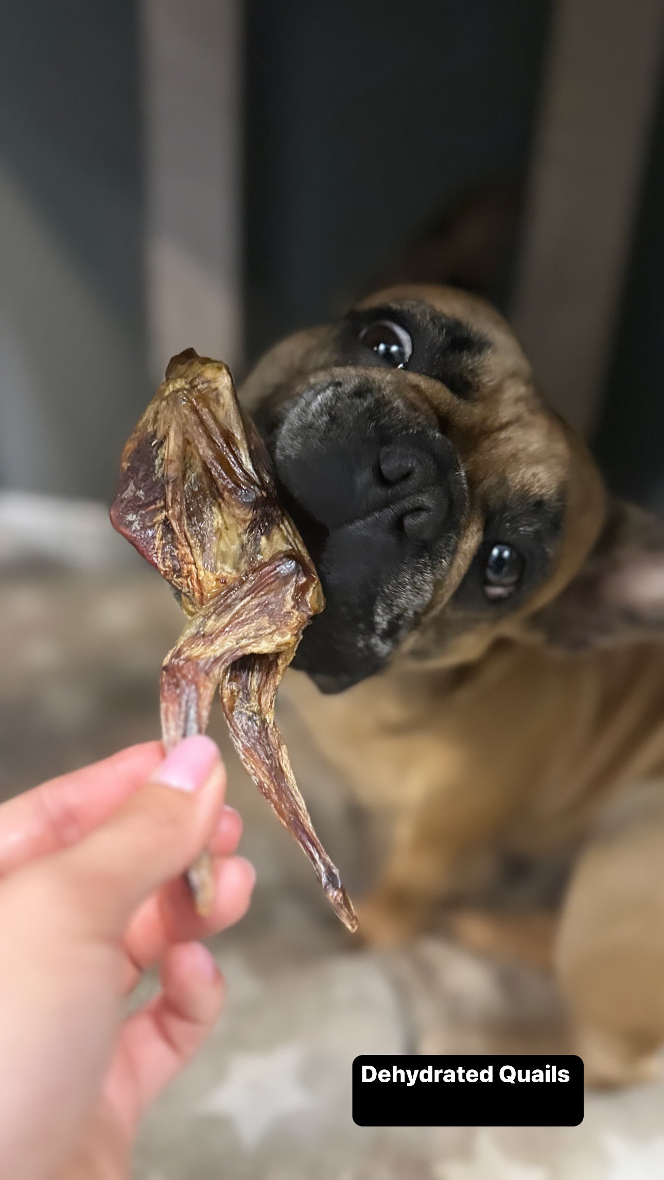 Dehydrated Quail