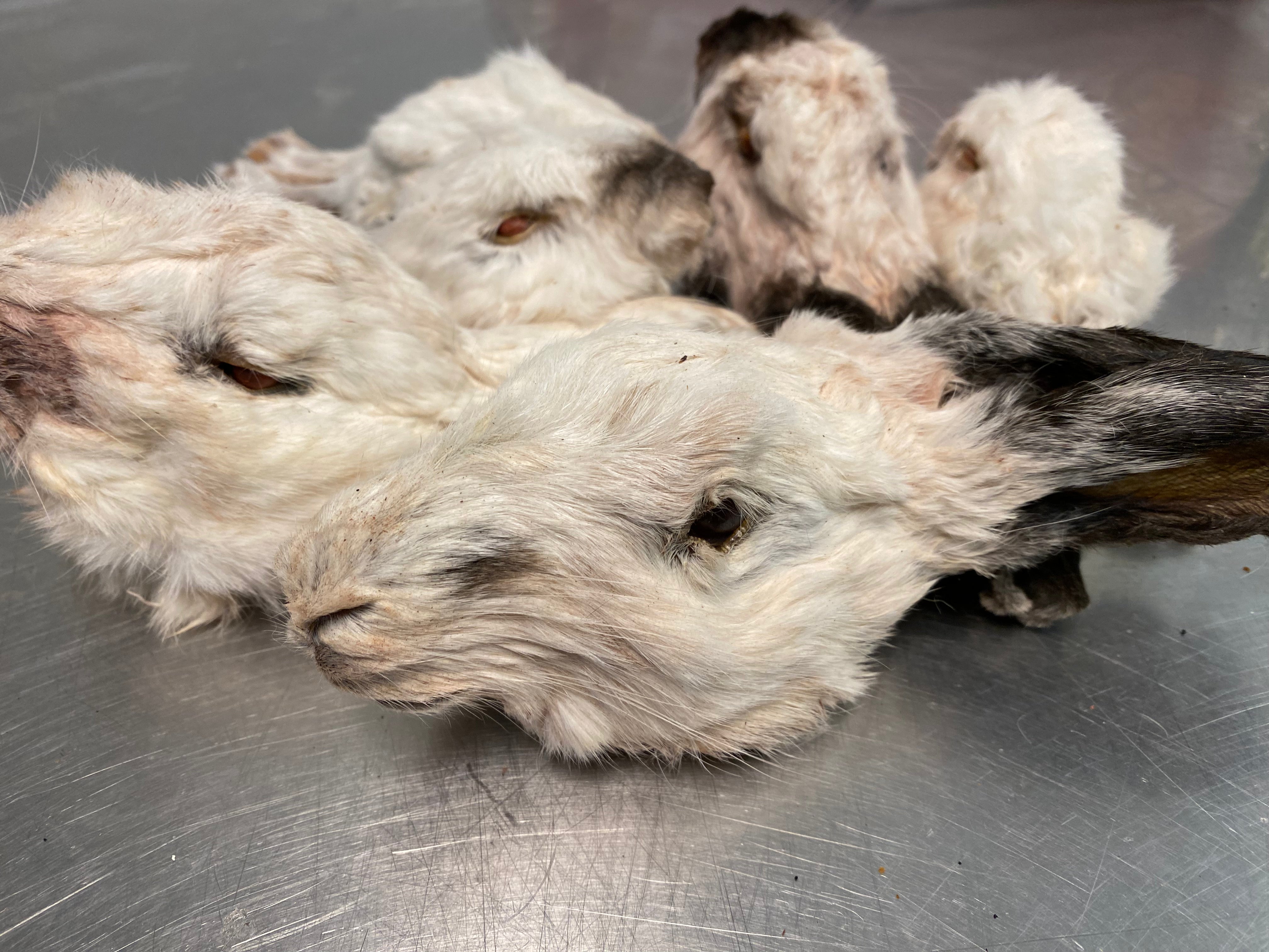 Rabbit Head W/Fur Large
